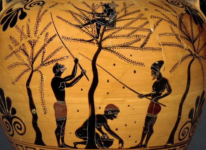 What is the secret of the olive tree according to the ancient Greeks ...